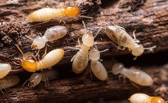 Termitasymas.com - Blog sobre termitas e insectos