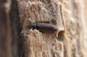Como eliminar la polilla de los muebles de madera
