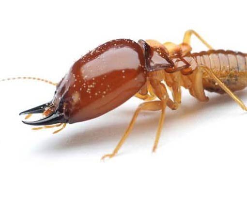 15 remedios caseros naturales para deshacerse del comején