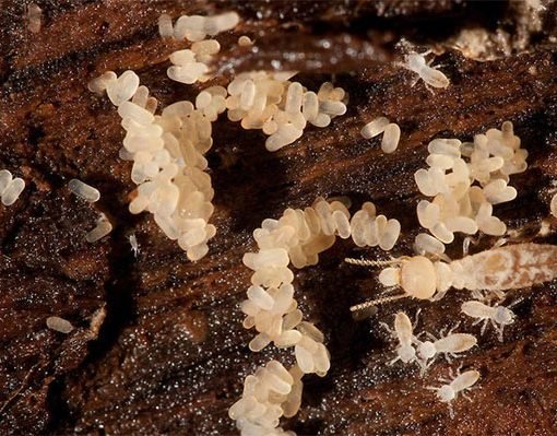 15 remedios caseros naturales para deshacerse del comején