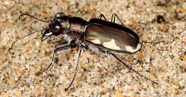 Escarabajo Tigre: Familia Cicindelidae - TERMITASYMAS.COM