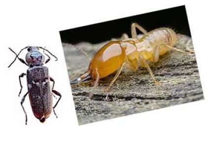 Carcomas: guía completa para tratar el gusano de madera